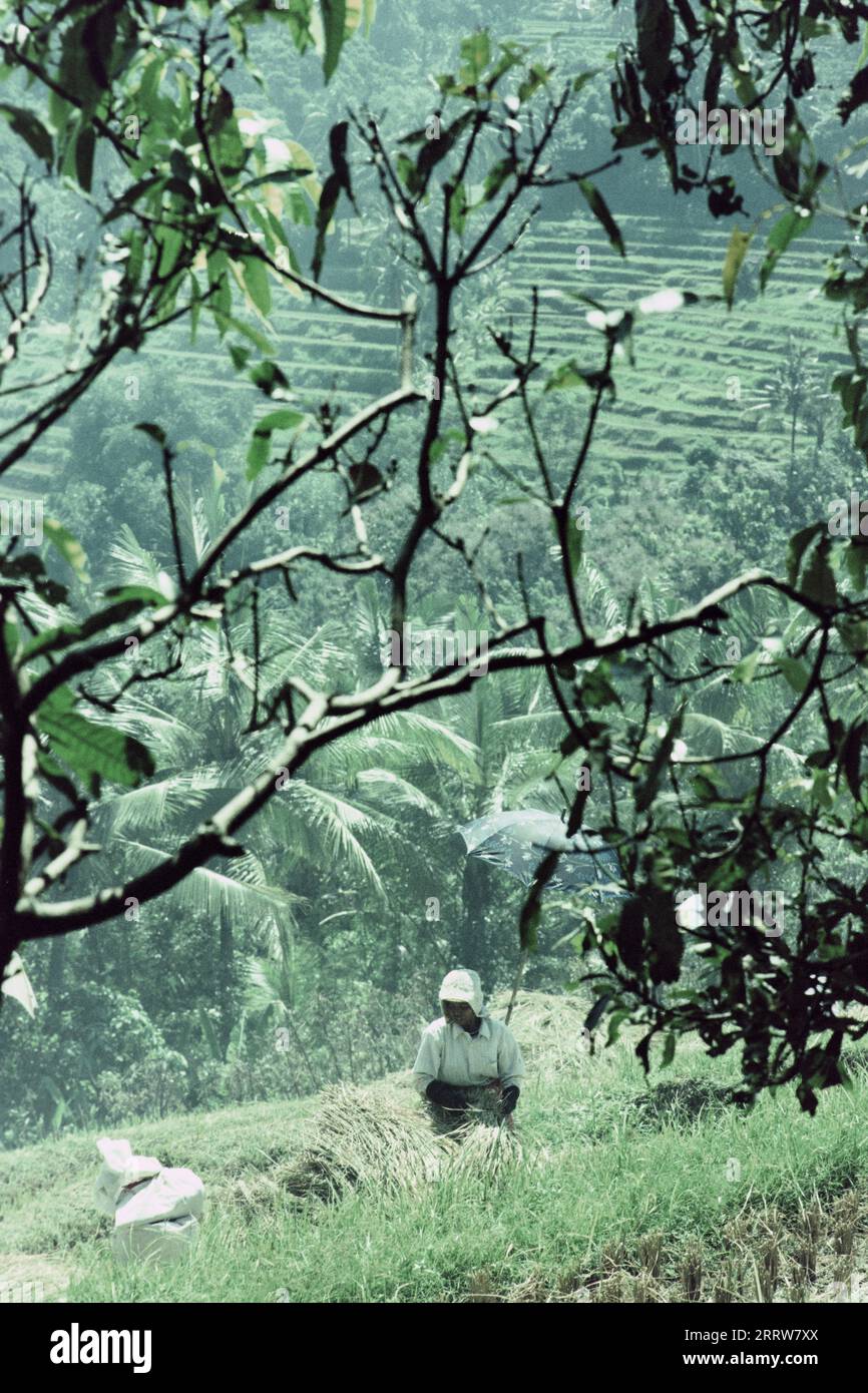Padi rice fields in Balinese landscape Stock Photo - Alamy