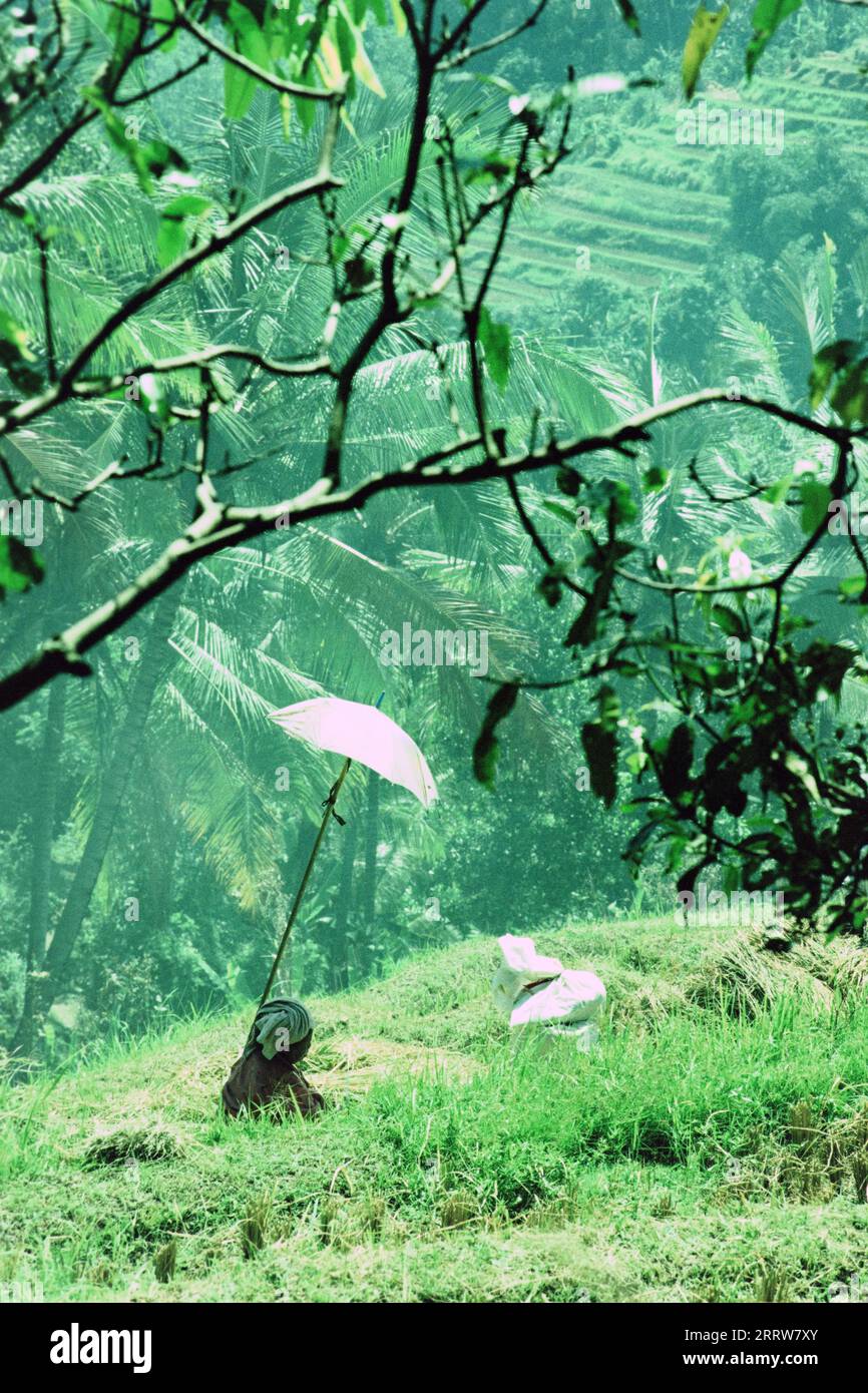 Padi rice fields in Balinese landscape Stock Photo - Alamy