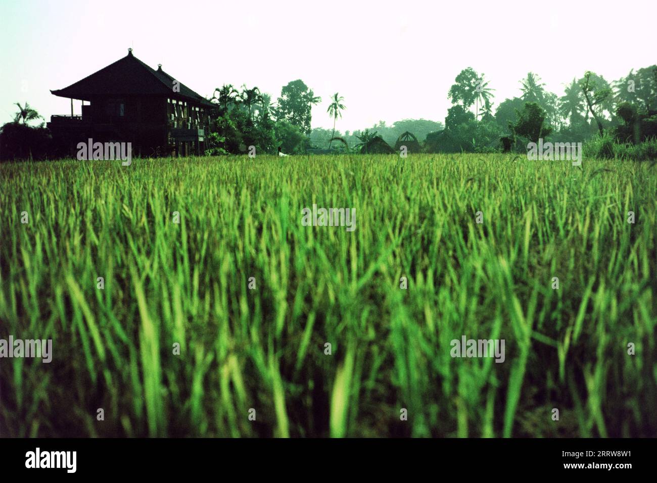Indonesian rice fields historic hi-res stock photography and images - Alamy
