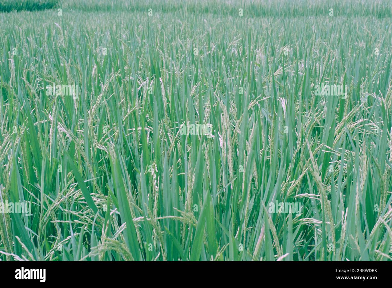 Padi rice fields in Balinese landscape Stock Photo - Alamy