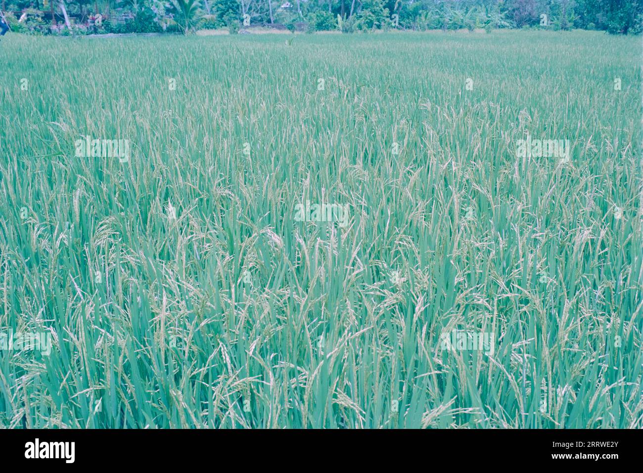 Padi rice fields in Balinese landscape Stock Photo - Alamy