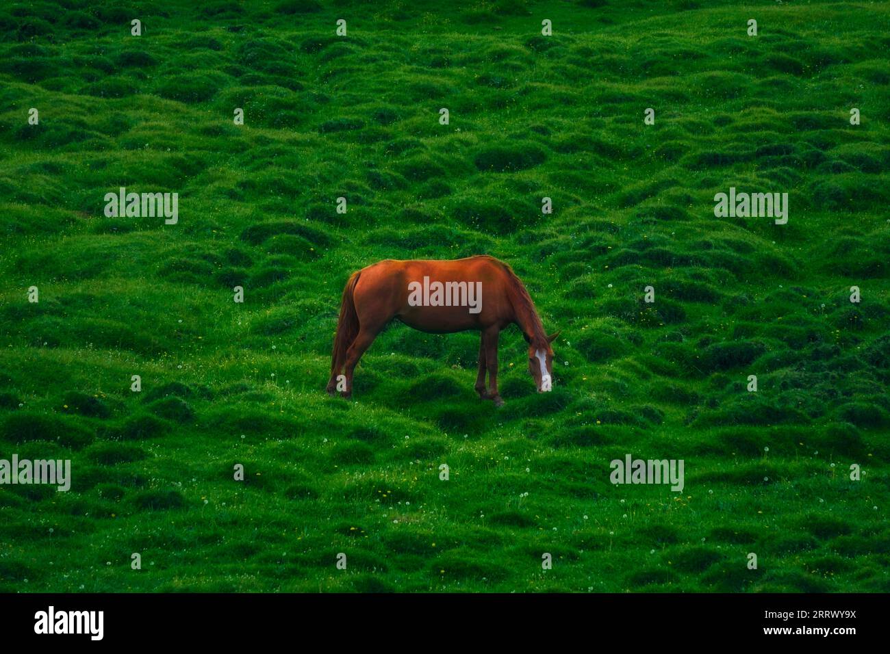 Hummocks grass hi-res stock photography and images - Alamy