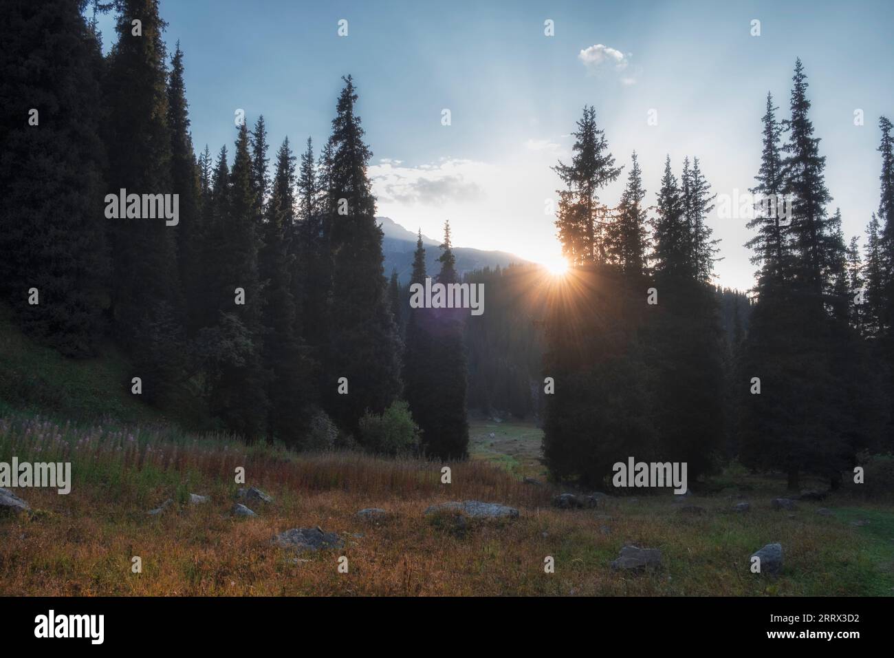Rays forest new zealand hi-res stock photography and images - Alamy