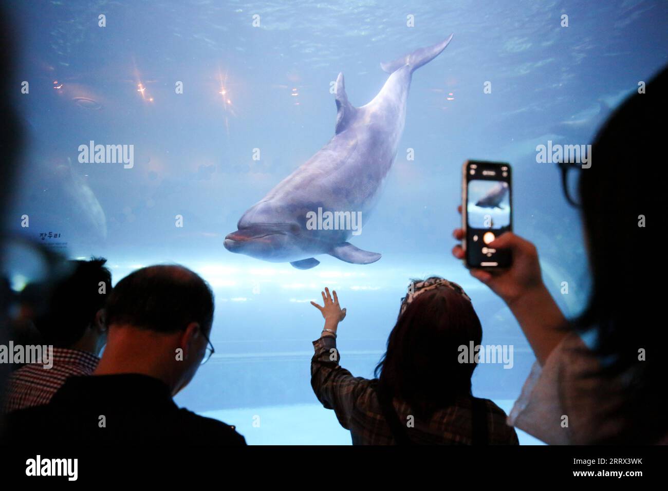230819 -- ULSAN, Aug. 19, 2023 -- People watch a dolphin at an aquarium ...