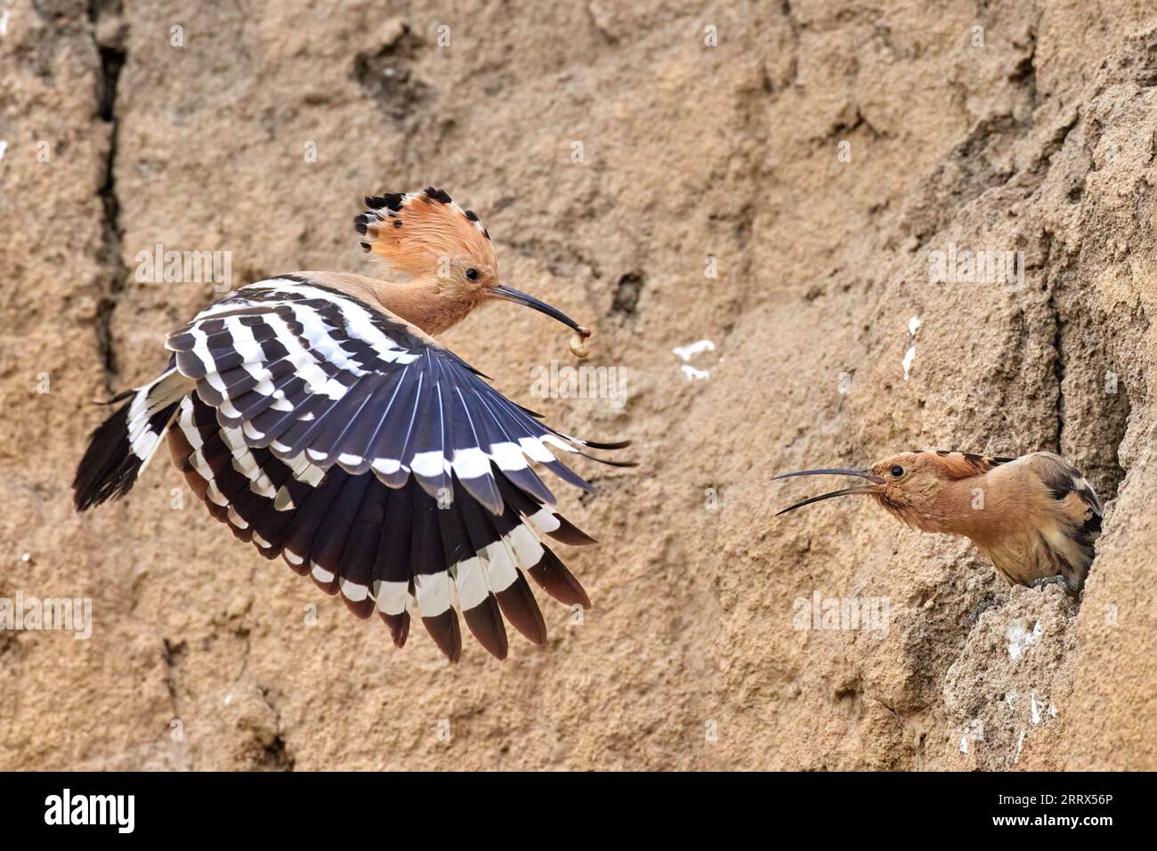 Hoopoe little birds eating from mother from hole in wood hi-res stock ...
