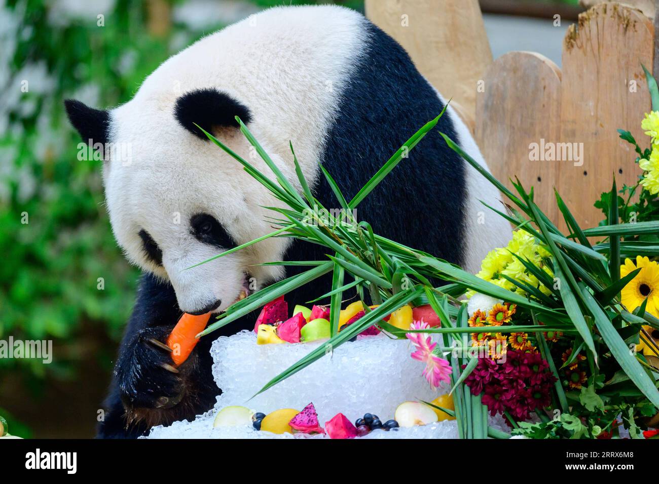 230823 -- KUALA LUMPUR, Aug. 23, 2023 -- Giant panda Liang Liang enjoys ...