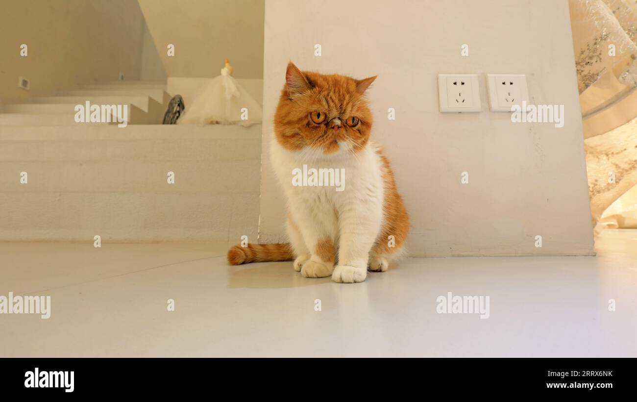 The lovely Garfield is indoors Stock Photo - Alamy
