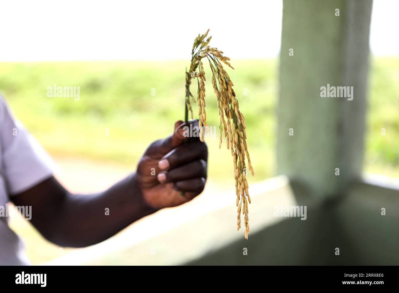 Rice growing uganda hi-res stock photography and images - Alamy