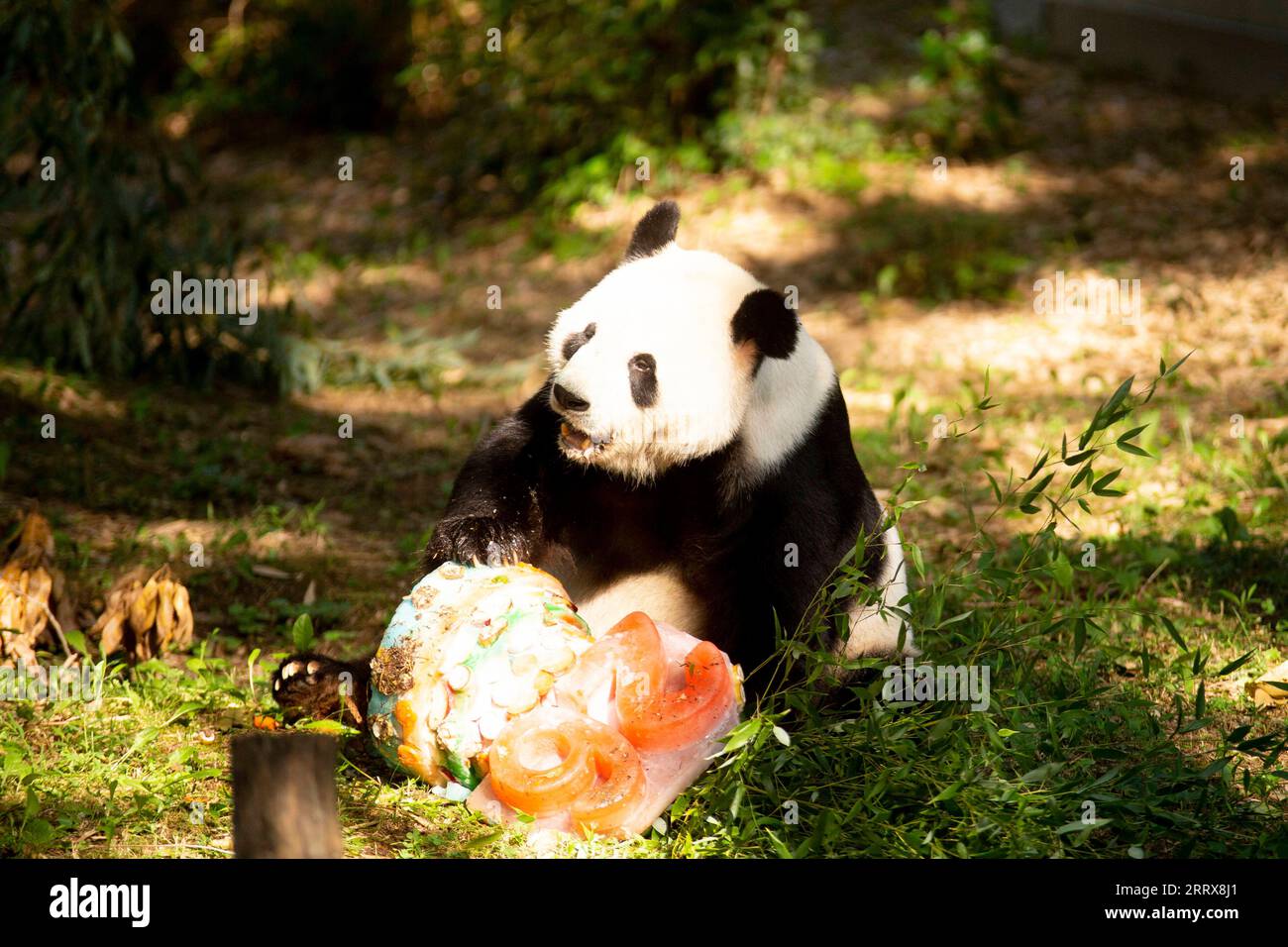230828 -- WASHINGTON, D.C., Aug. 28, 2023 -- Giant panda Tian Tian ...