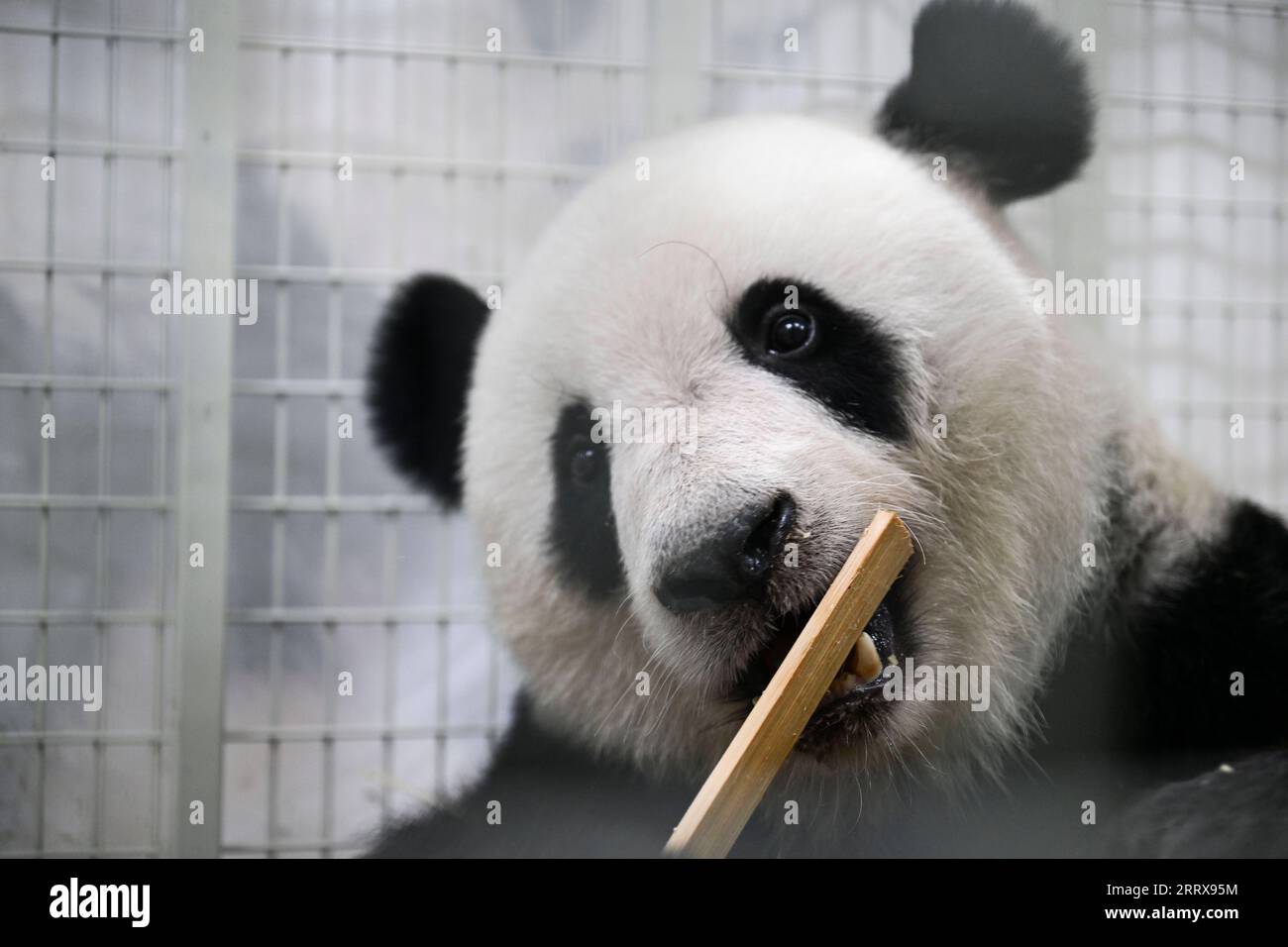 Malaysia, Riesen-Pandas Yi Yi und Sheng Yi während Transport bei der ...