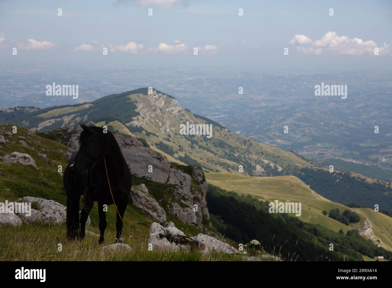 Horse in Prati di Tivo Italy Stock Photo - Alamy