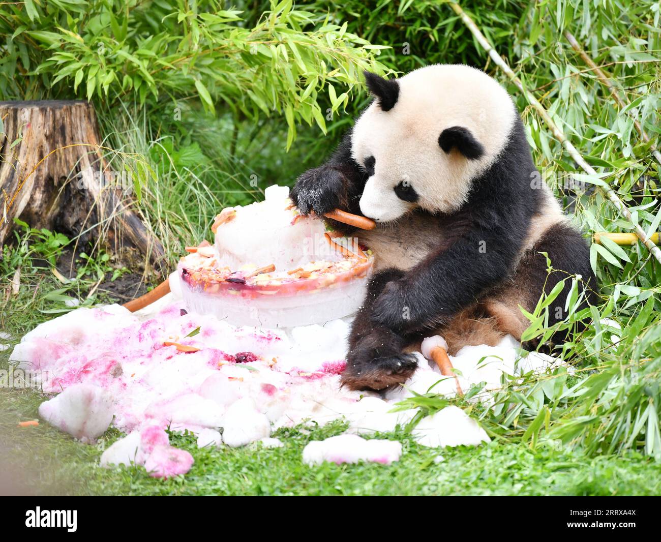 230831 -- BERLIN, Aug. 31, 2023 -- Giant panda Meng Xiang enjoys a birthday cake at Zoo Berlin ...