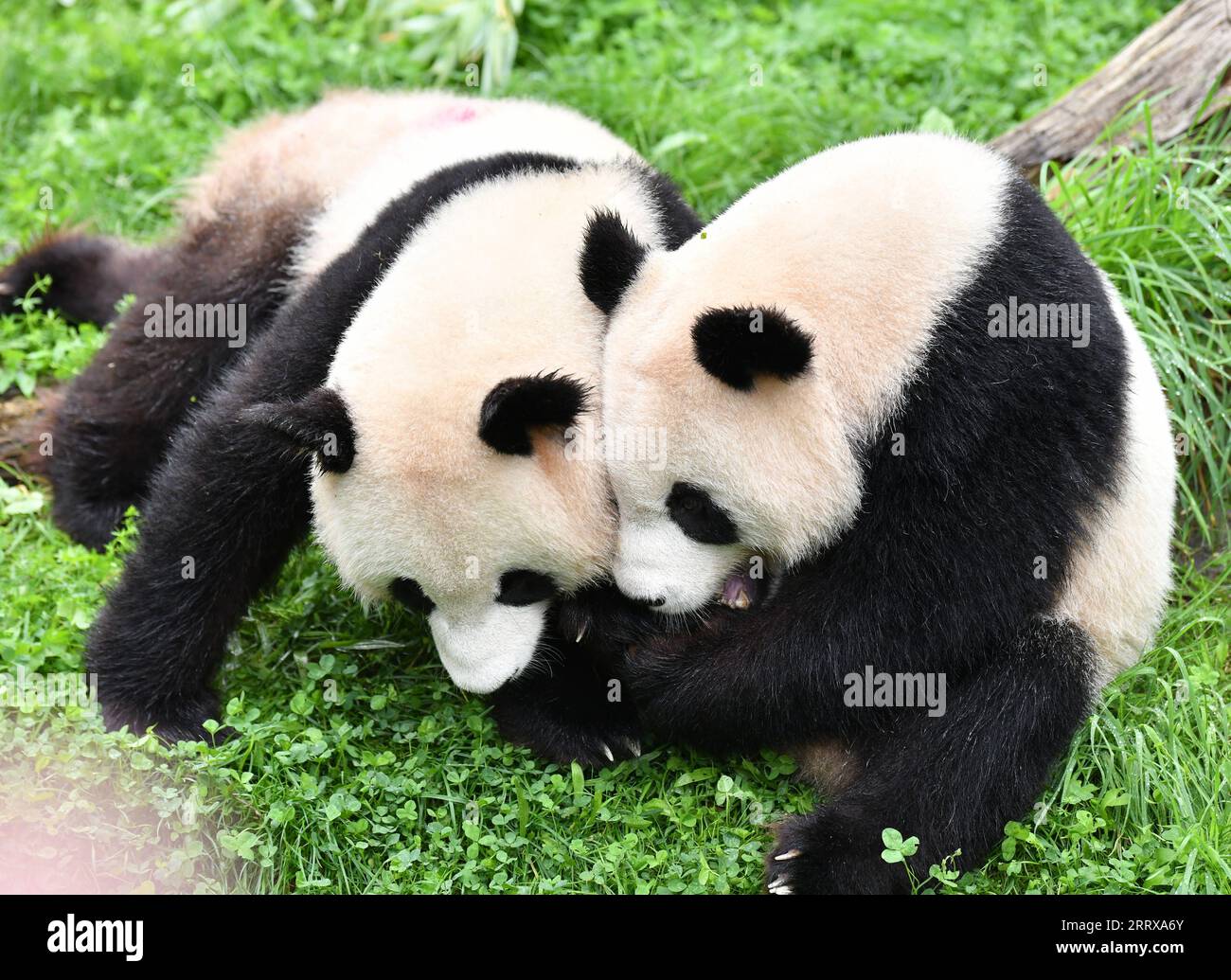 230831 -- BERLIN, Aug. 31, 2023 -- Giant panda Meng Xiang L plays with ...