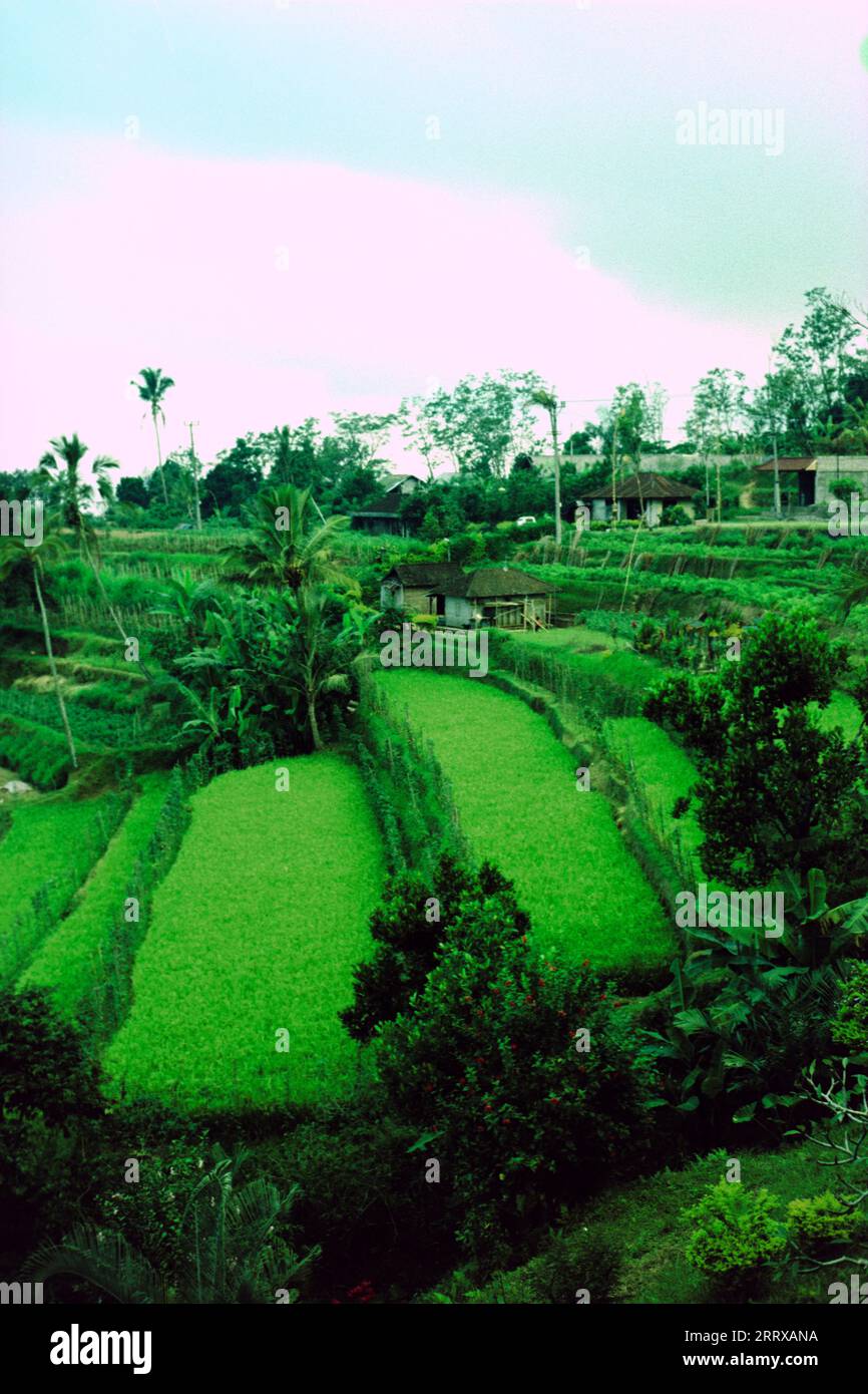 Indonesian rice fields historic hi-res stock photography and images - Alamy