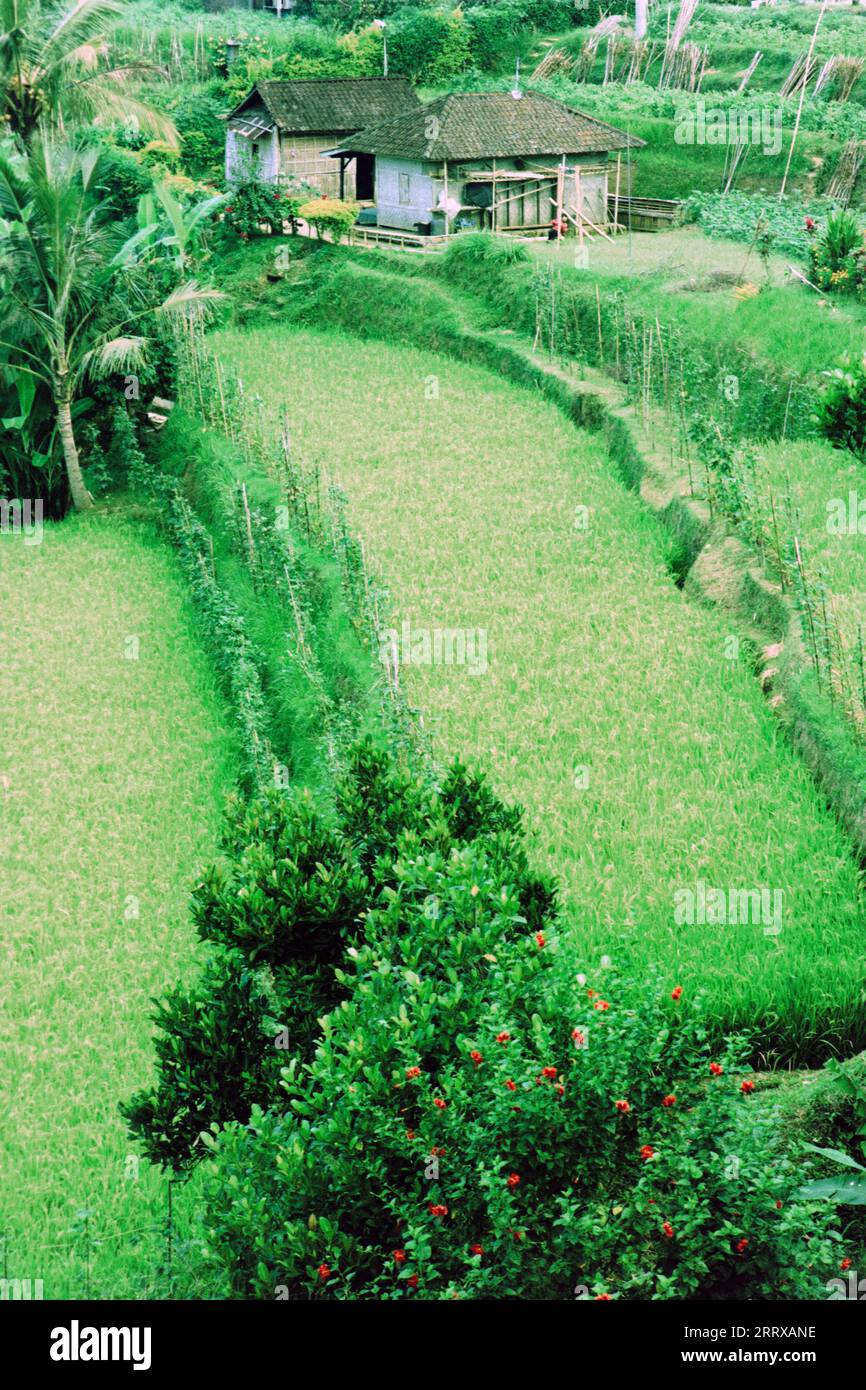 Stunning padi rice fields view on the island of Bali Stock Photo - Alamy