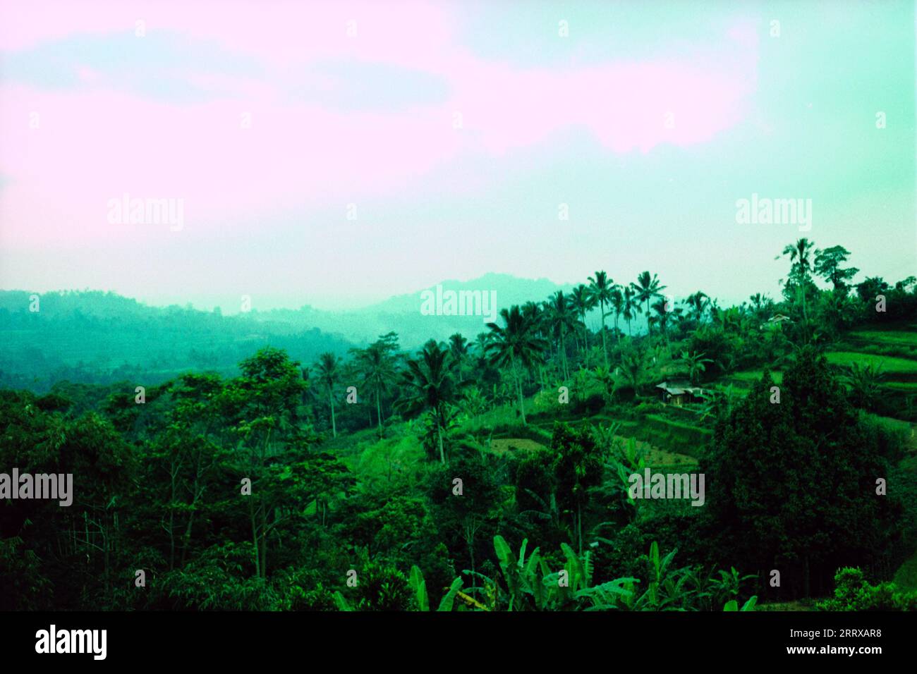 Indonesian rice fields historic hi-res stock photography and images - Alamy
