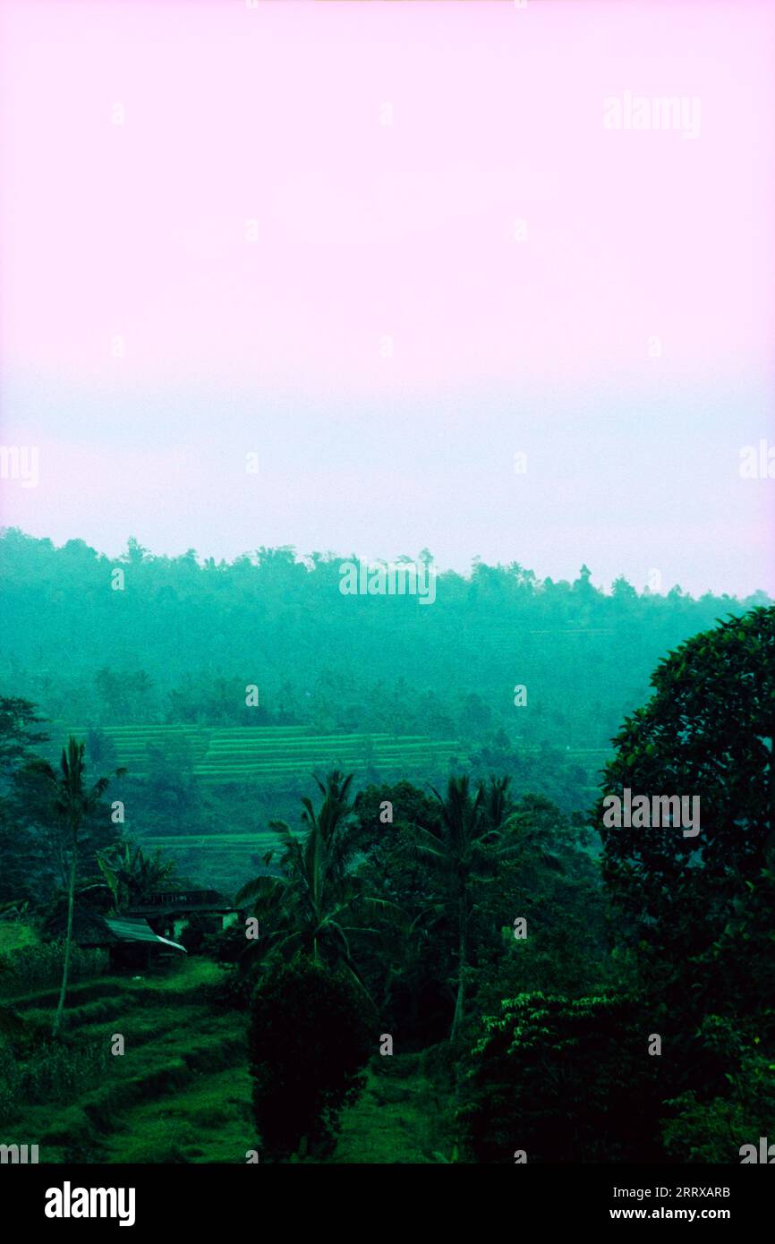 Stunning padi rice fields view on the island of Bali Stock Photo - Alamy