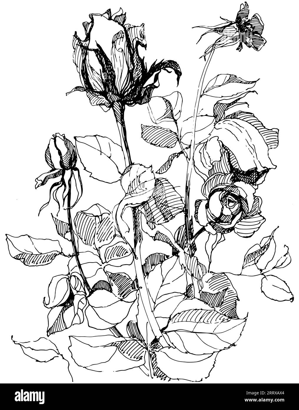 Bouquet of roses. Graphic drawing, engraving style. Vector illustration ...