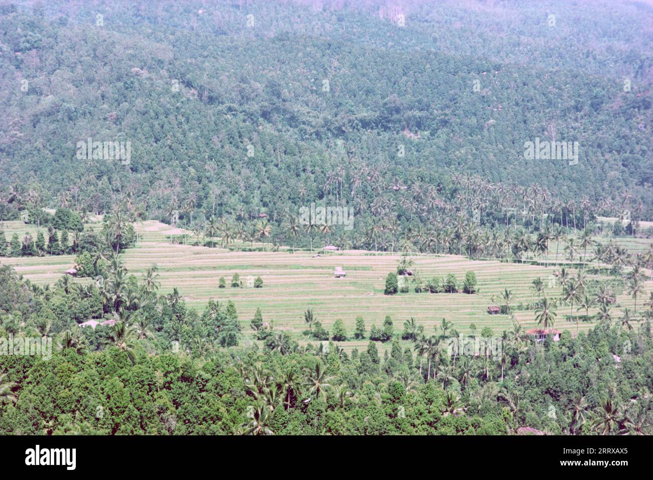 Stunning padi rice fields view on the island of Bali Stock Photo - Alamy