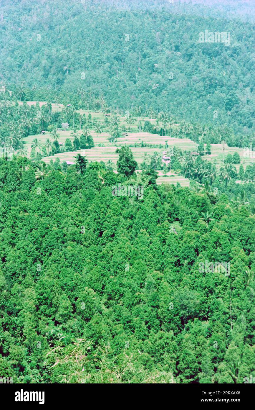 Indonesian rice fields historic hi-res stock photography and images - Alamy