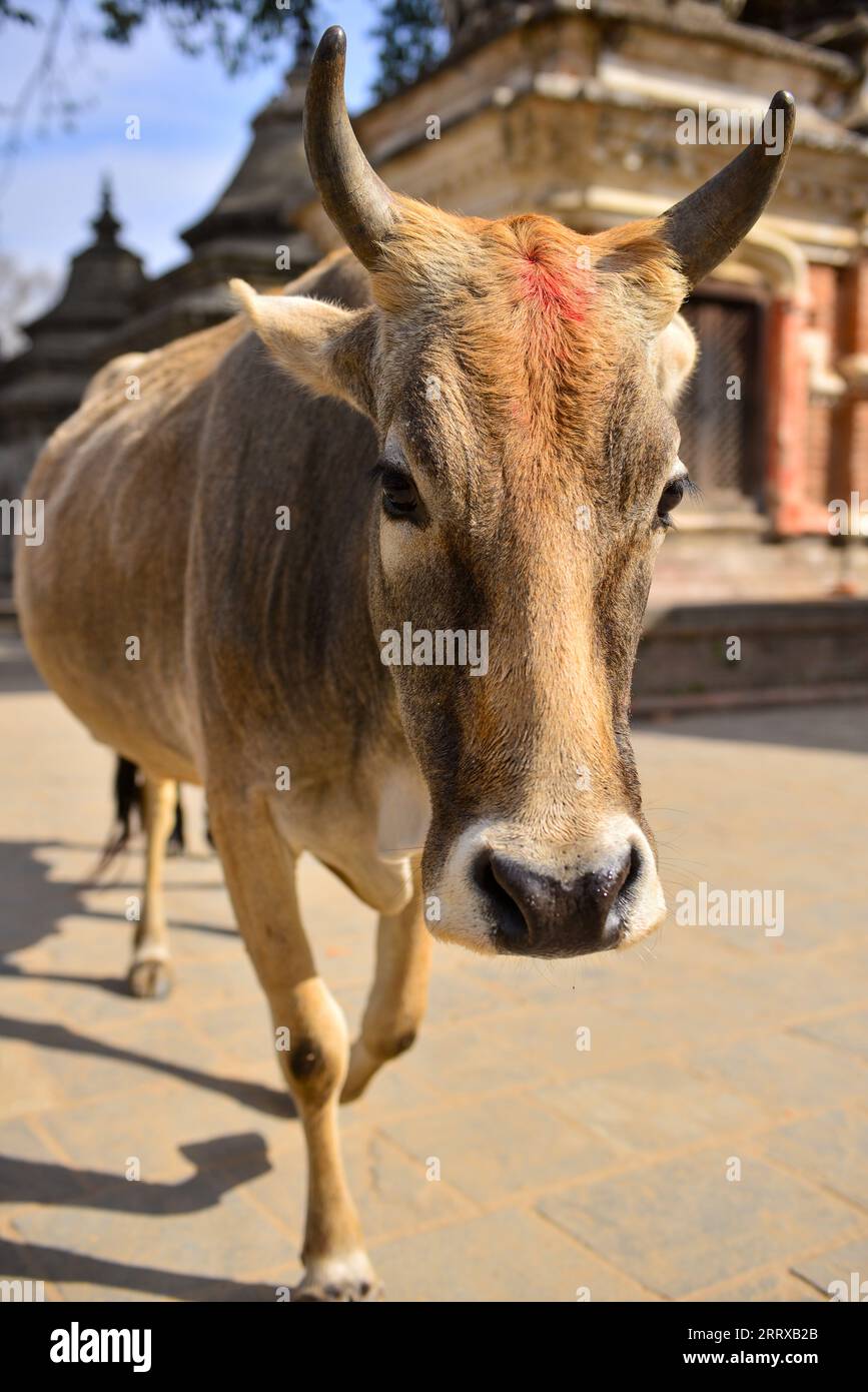 A sacred, revered cow in Pashupatinath Temple, Kathmandu Stock Photo ...