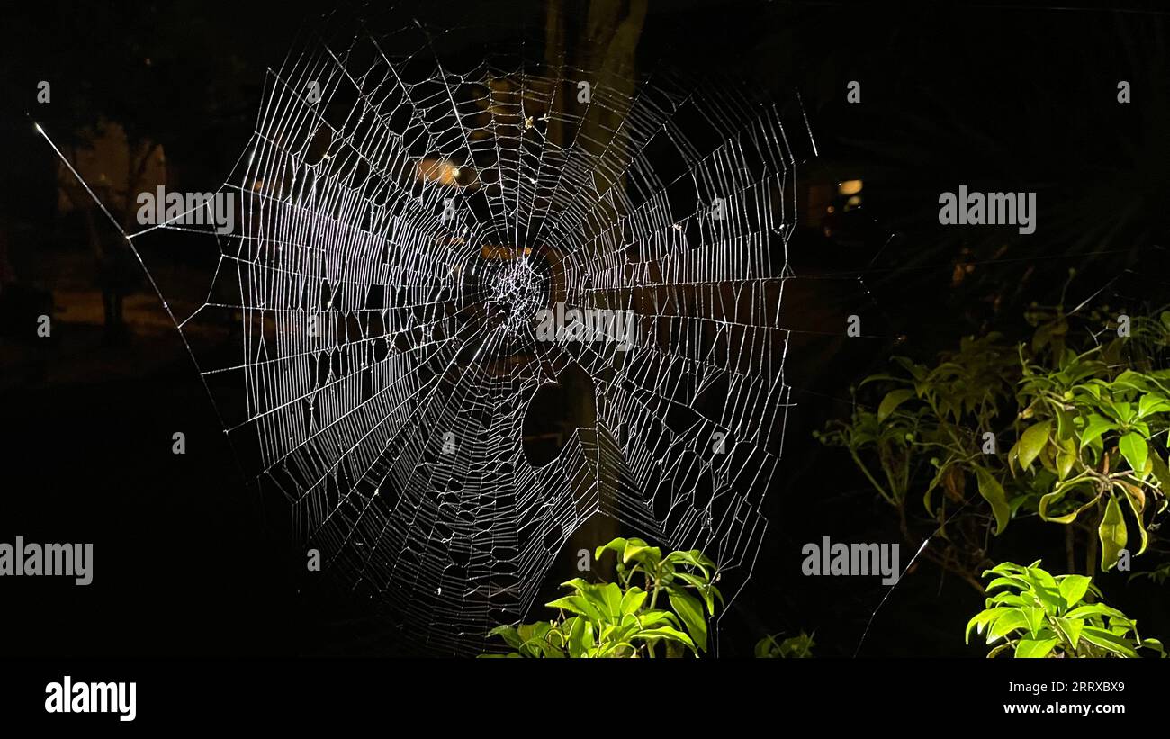 Unique spider webs hi-res stock photography and images - Alamy