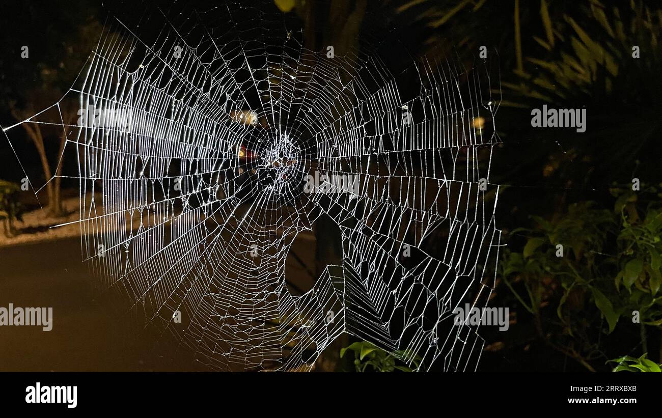 Money spiders linyphiidae hi-res stock photography and images - Alamy
