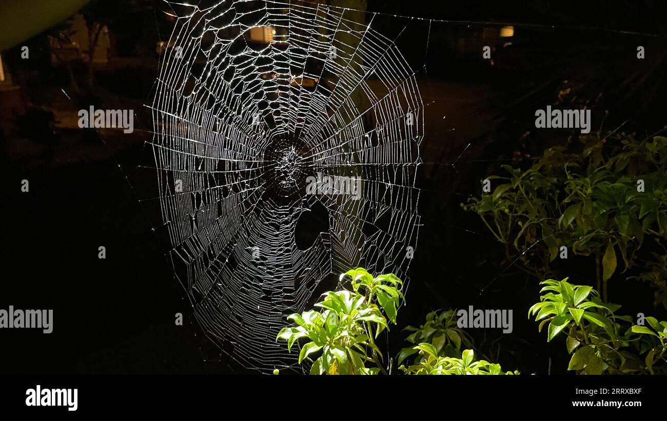 Unique spider webs hi-res stock photography and images - Alamy