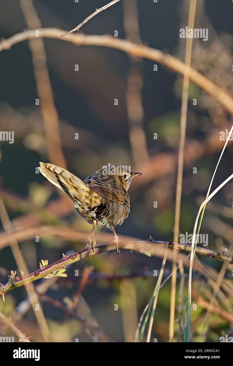 Common Grasshopper Warbler (Locustella naevia) adult perched on in the ...