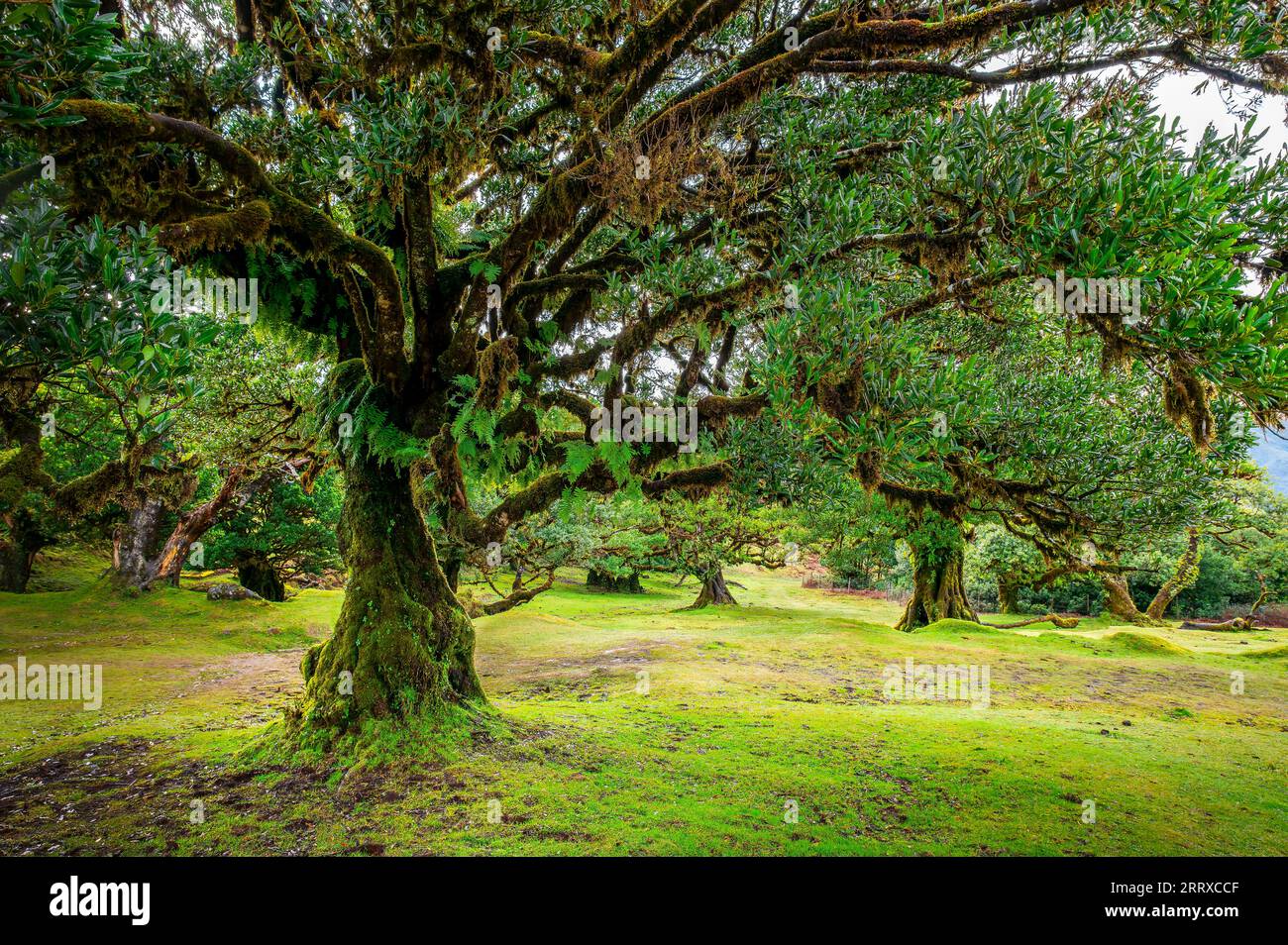 Landscape with the forest of Fanal, Madeira island, Portugal Stock ...