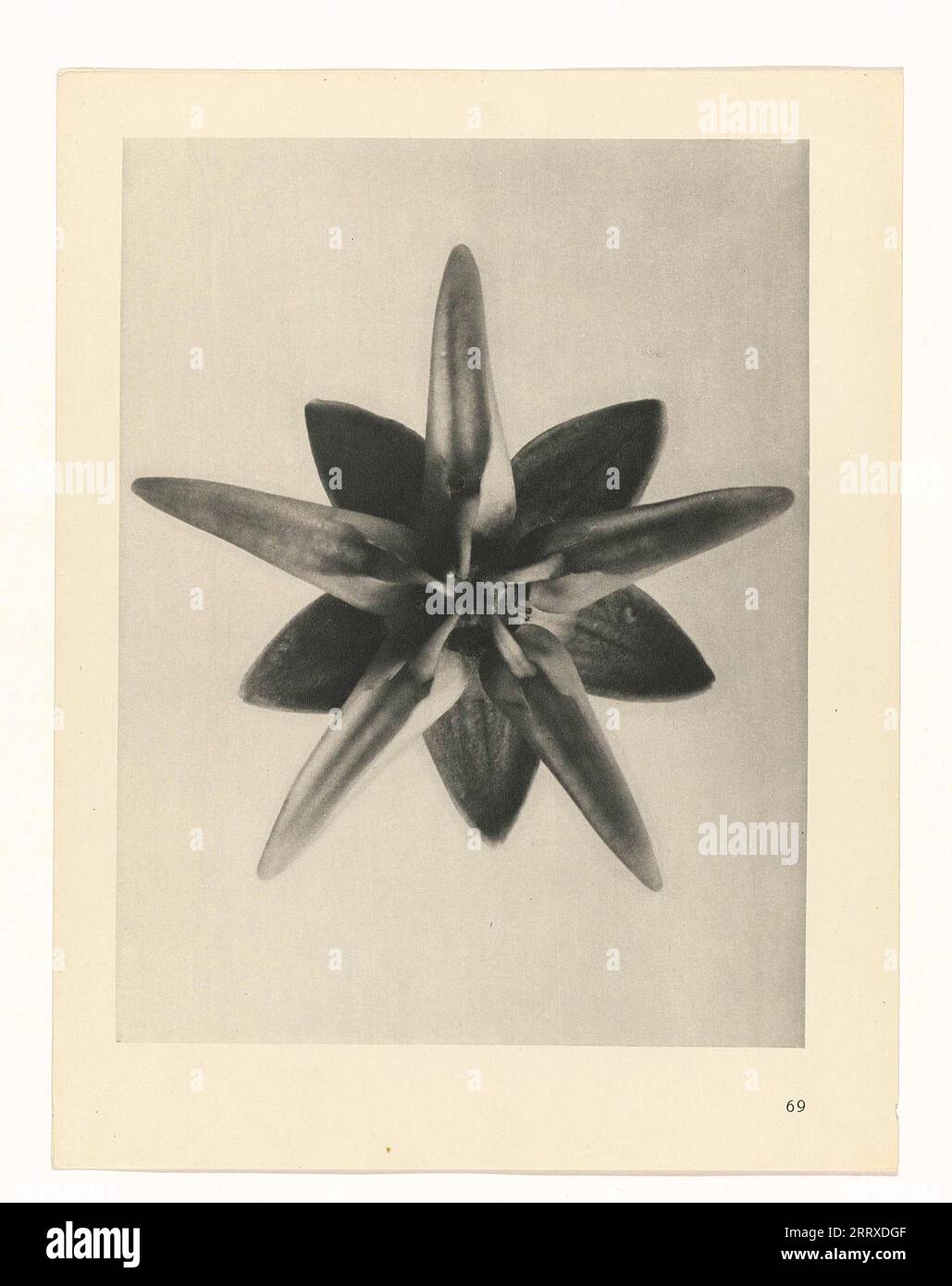 Sepia fine art flower hi-res stock photography and images - Alamy