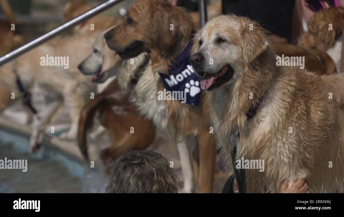 Screenshot taken from PA Video of a golden retriever enjoying the ...