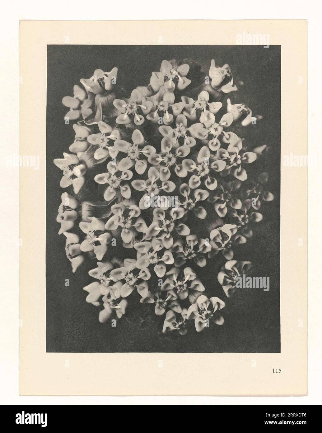 Fine Art Photography, Study of plant, sepia, monochrome, paper ink ...