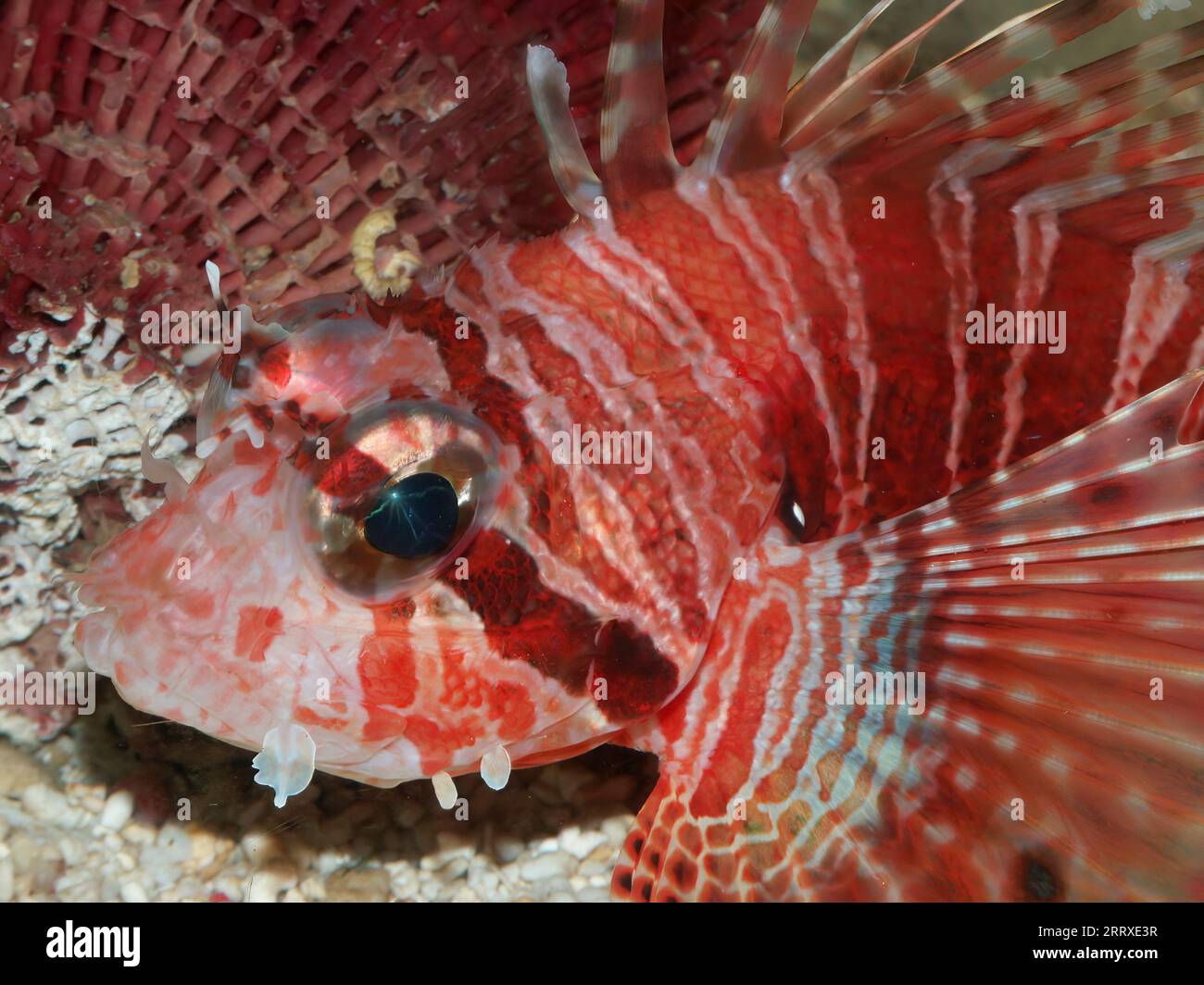Closeup on a colorful bright red and poisonous Spotfin lionfish ...