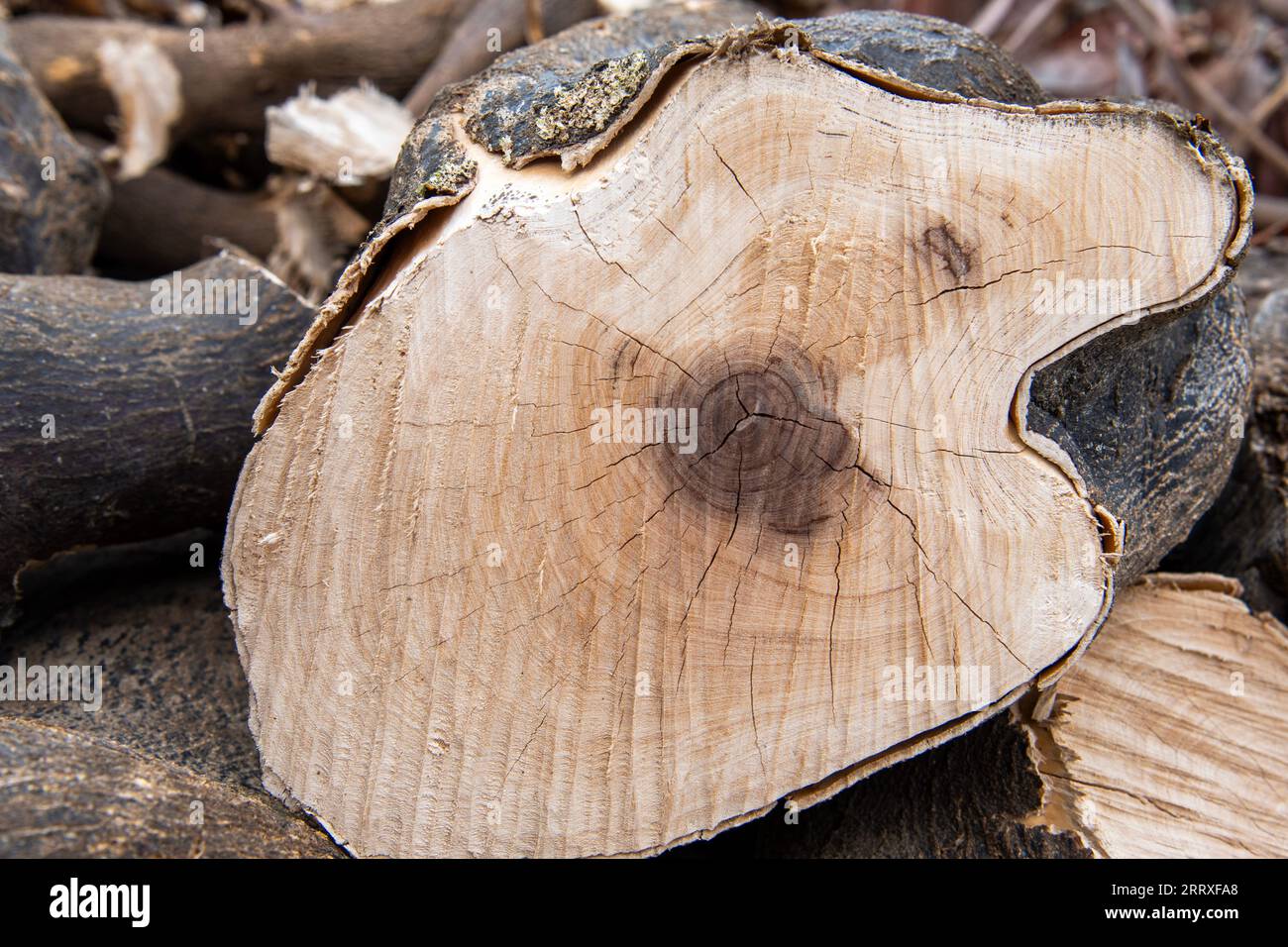 Tronco leña hi-res stock photography and images - Alamy