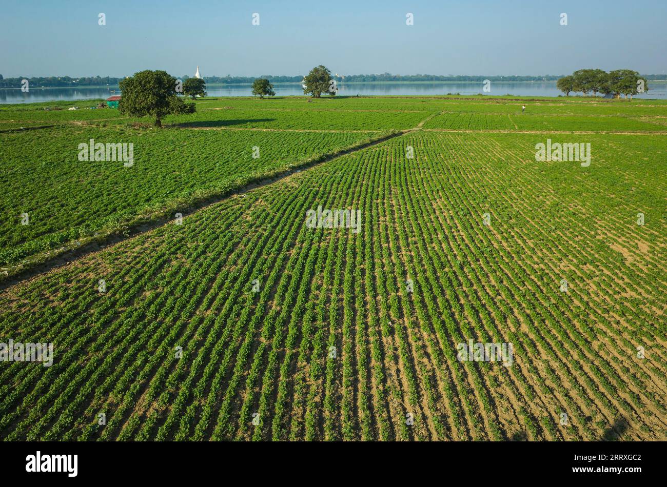 Green agriculture field near Taung Tha Man Lake at Amarapura, Mandalay ...