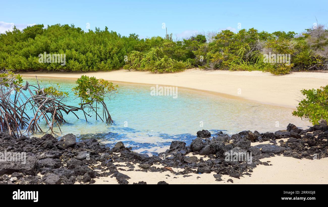 Beach with mangroves on a beautiful uninhabited island, selective focus ...