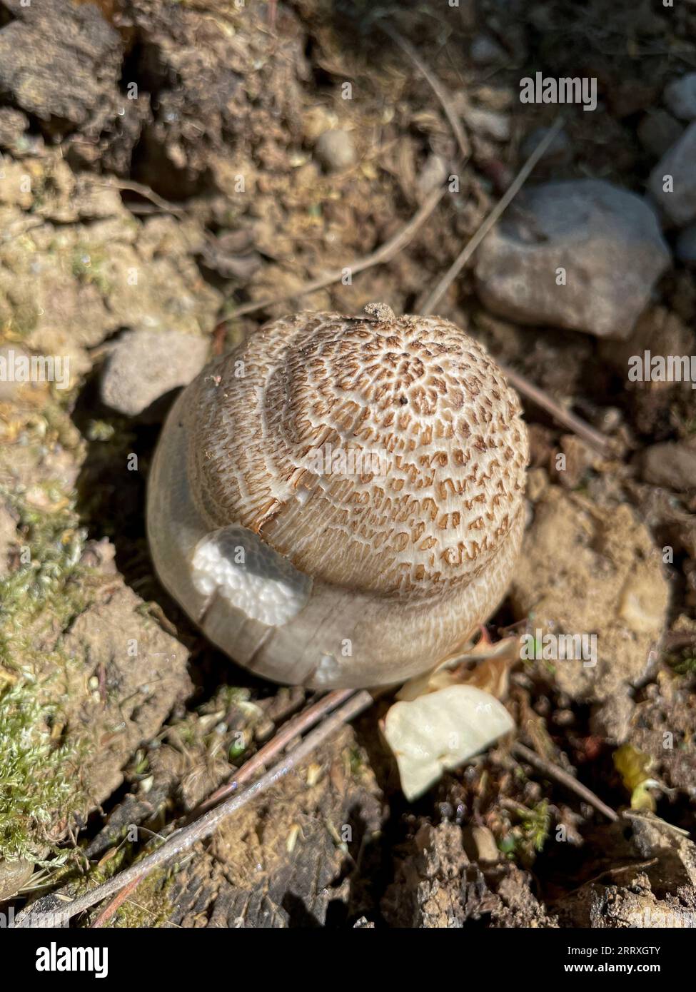 Pilz auf dem baum hi-res stock photography and images - Alamy