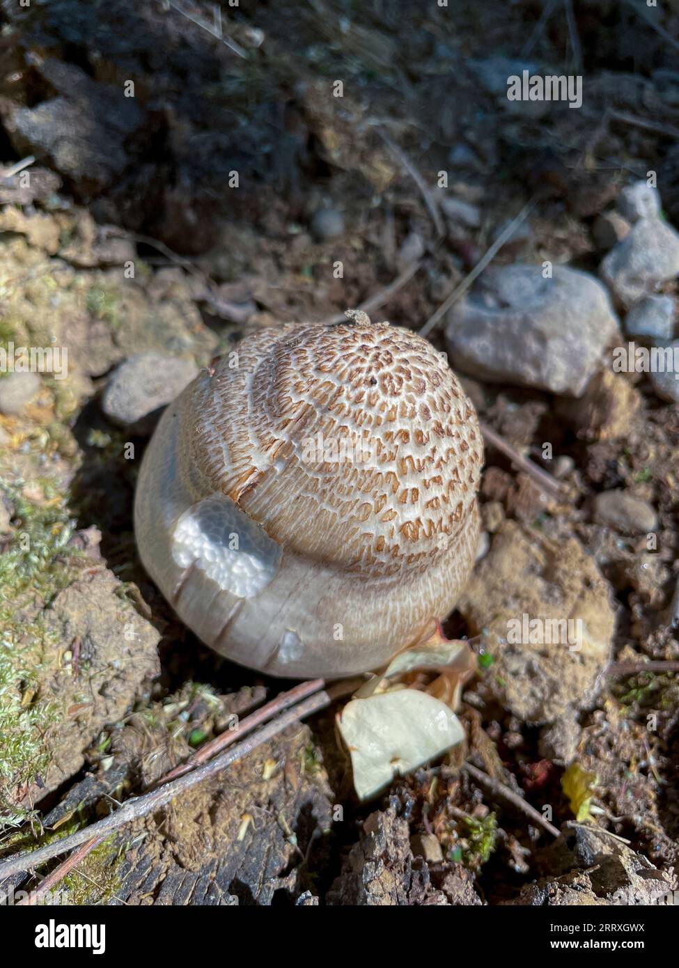 Pilz auf dem baum hi-res stock photography and images - Alamy