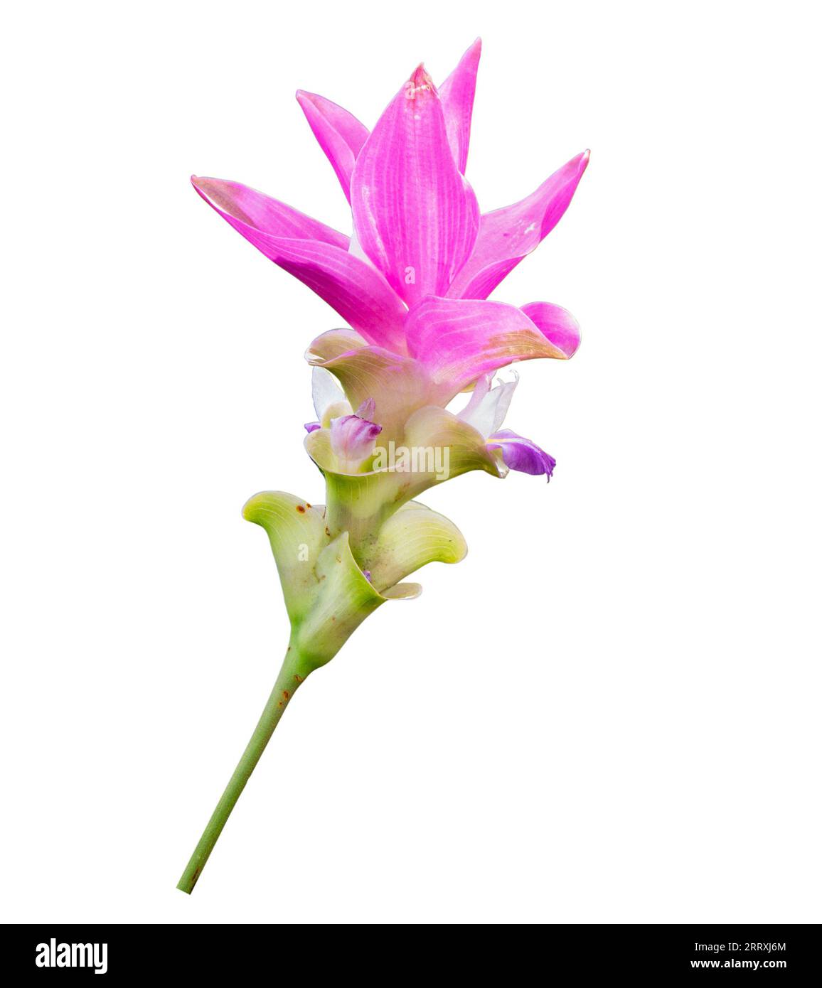 National park bloom blossom Cut Out Stock Images & Pictures - Alamy