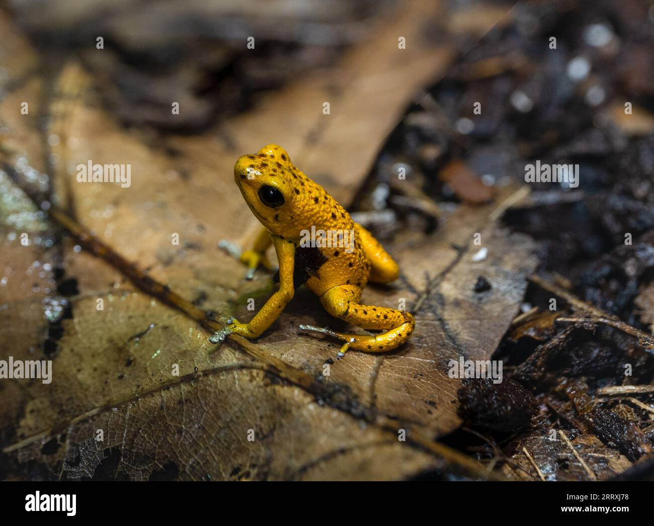 Yellow Bastimentos Poison-dart frog Oophaga pumilio Stock Photo - Alamy