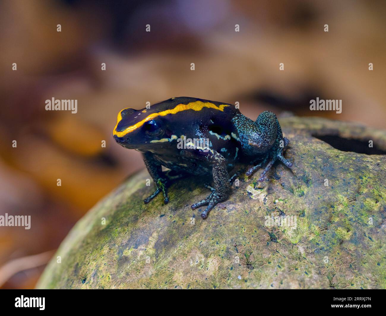 Golfodulcean Poison Frog (Phyllobates vittatus) - captive bred. Endemic ...