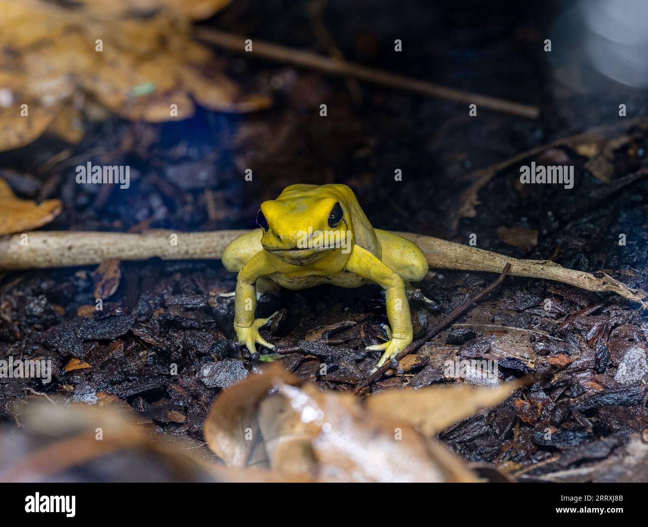 Golden poison dart frog (Phyllobates terribilis). Tropical frog living ...