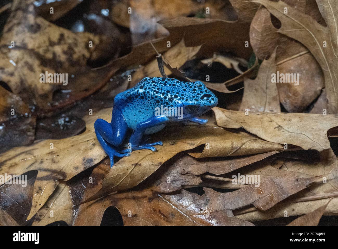 Blue-Poison-Dart-Frog (Dendrobates-azureus) resides in Northeastern ...