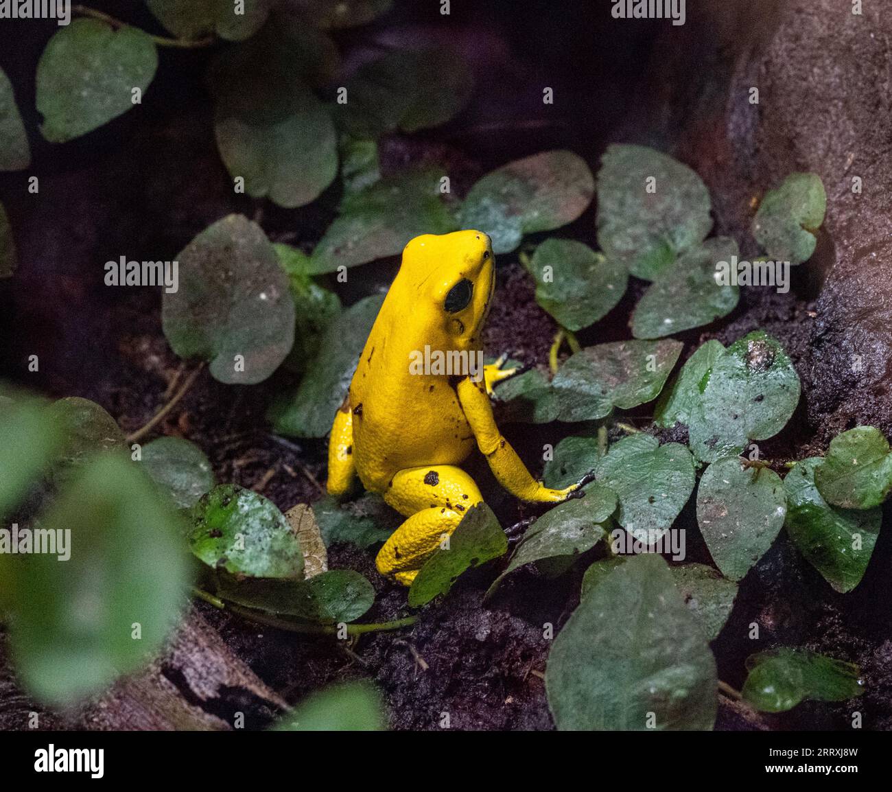 Golden poison dart frog (Phyllobates terribilis). Tropical frog living ...