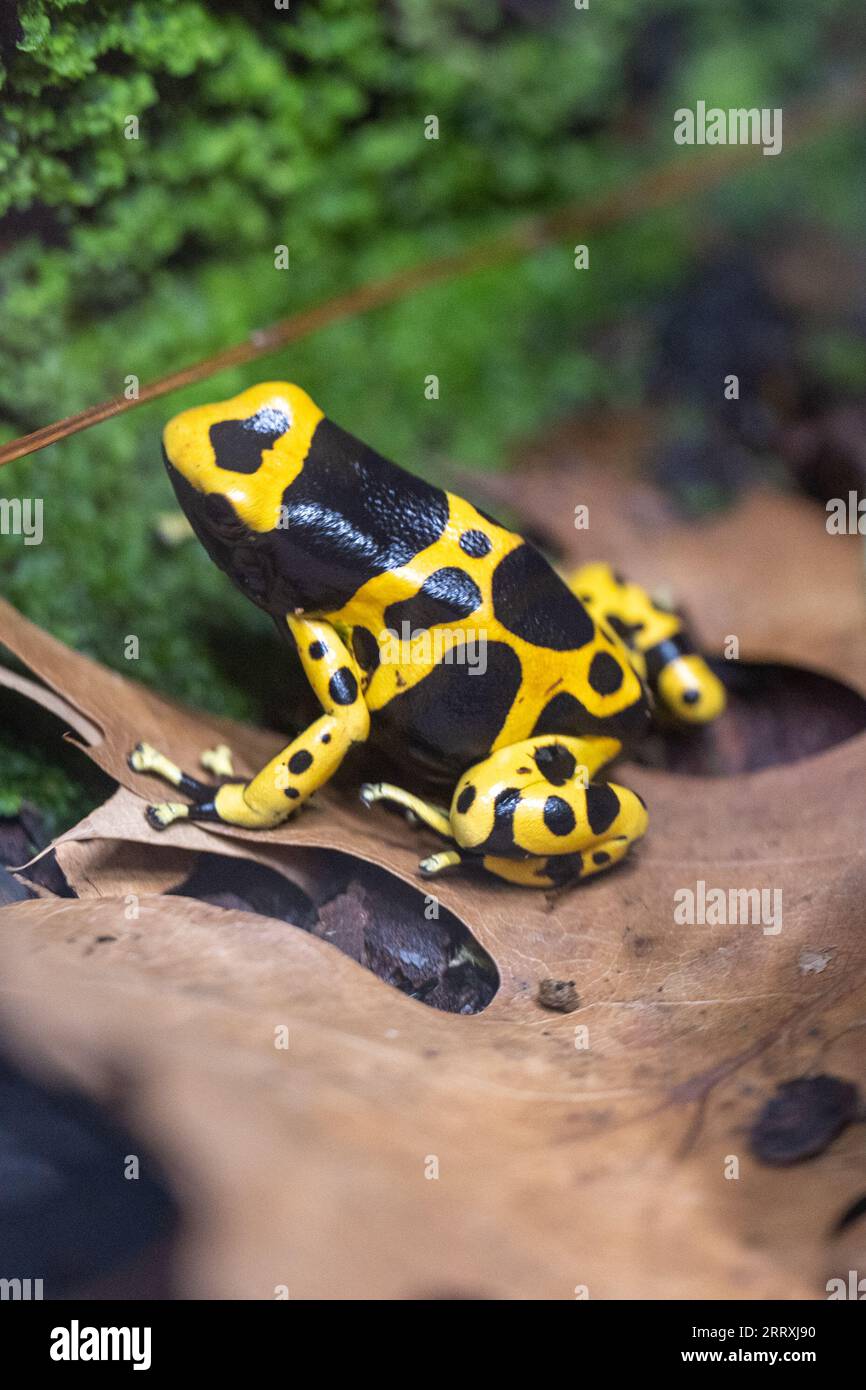 Yellow-banded poison dart frog or yellow-headed poison dart frog ...