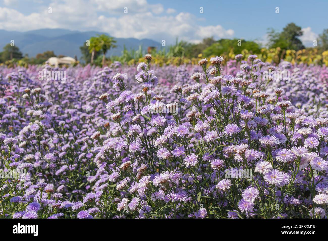 Fresh margaret flower field hi-res stock photography and images - Alamy