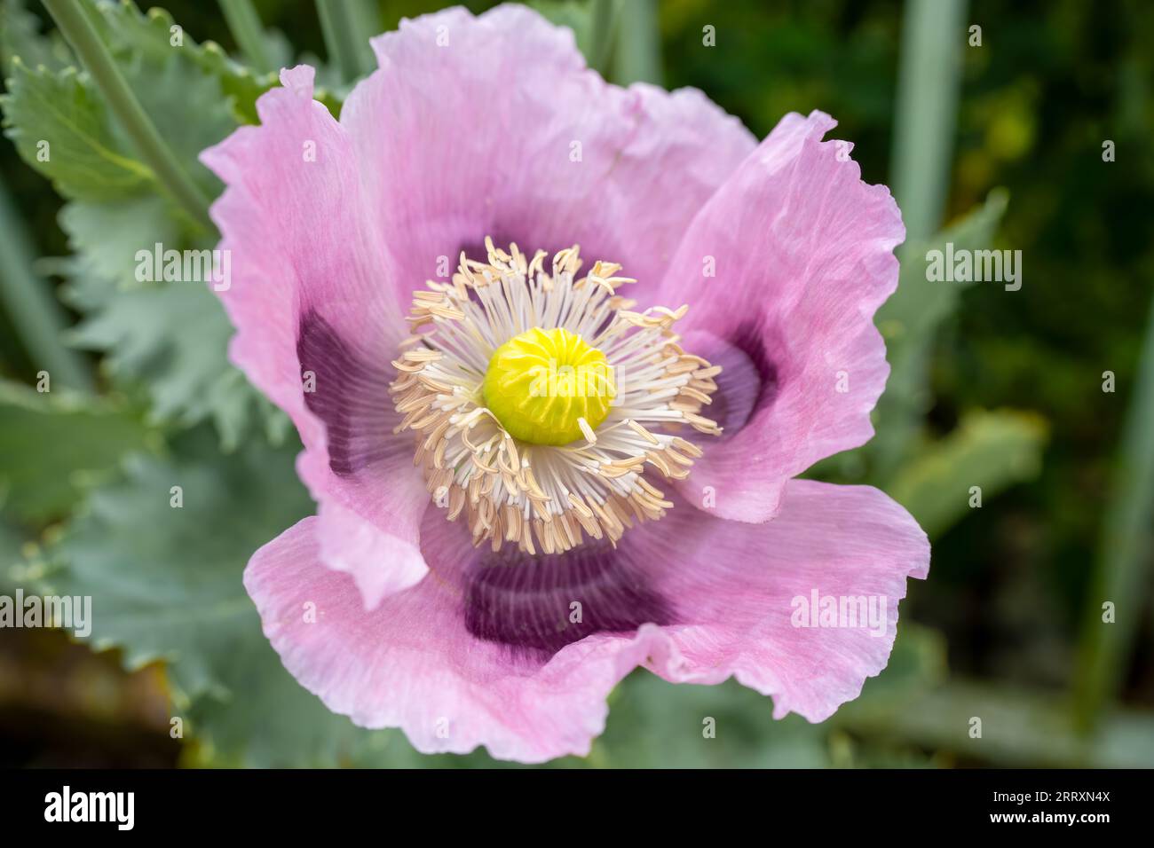 close-up of a beautiful pink and purple summer Opium poppy (Papaver ...