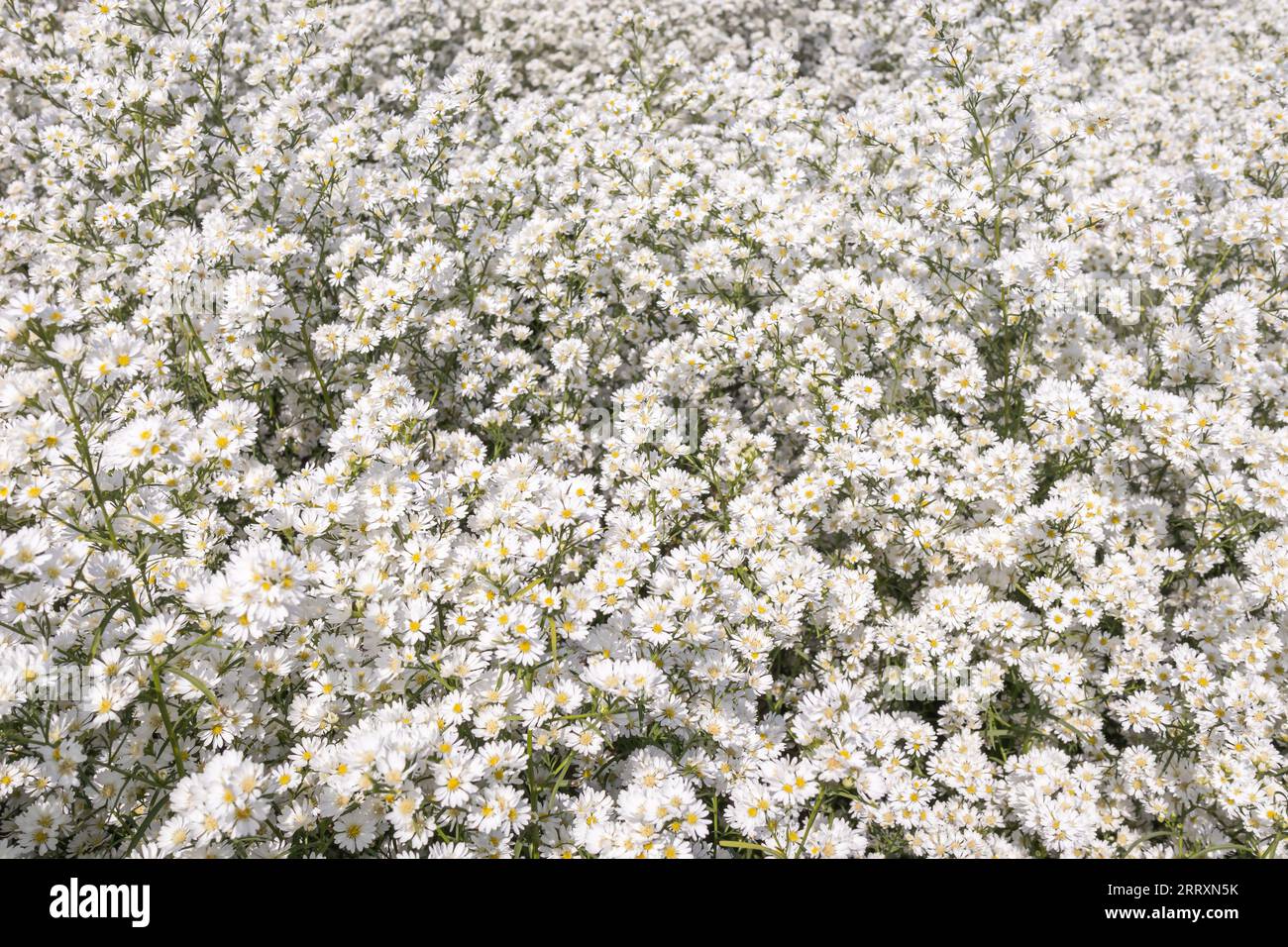 White cutter hi-res stock photography and images - Alamy