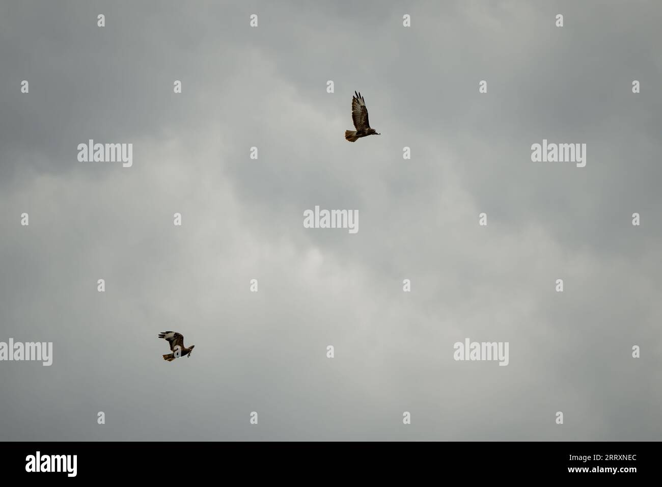 Pair of buzzards hi-res stock photography and images - Alamy